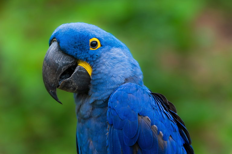 12 animais incríveis que só existem no Brasil - Significados