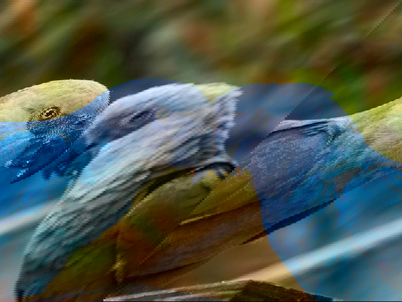 12 animais incríveis que só existem no Brasil - Significados