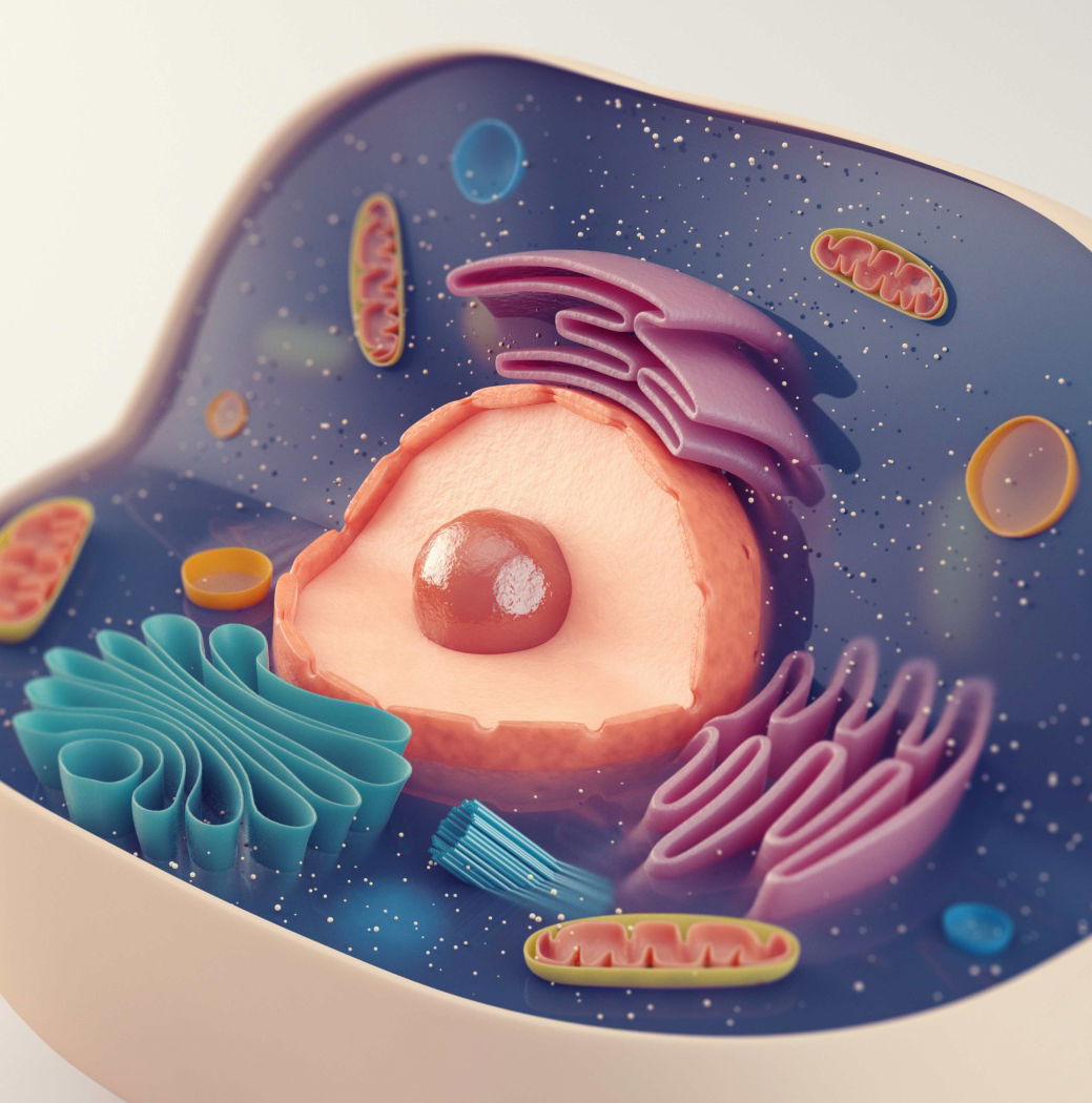 Nucleolo De Uma Celula Animal Ciencias Naturais