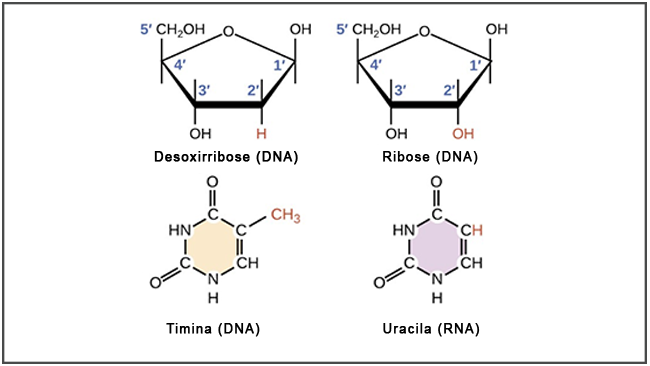 Estrutura Do Rna Humano Tipos E Estrutura De RNA | Concise Medical