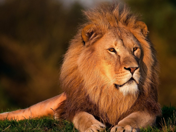 Reino Animal: características, filos e exemplos - Significados