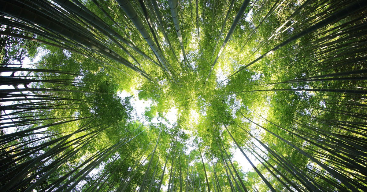 O que é um Ecossistema - Significados