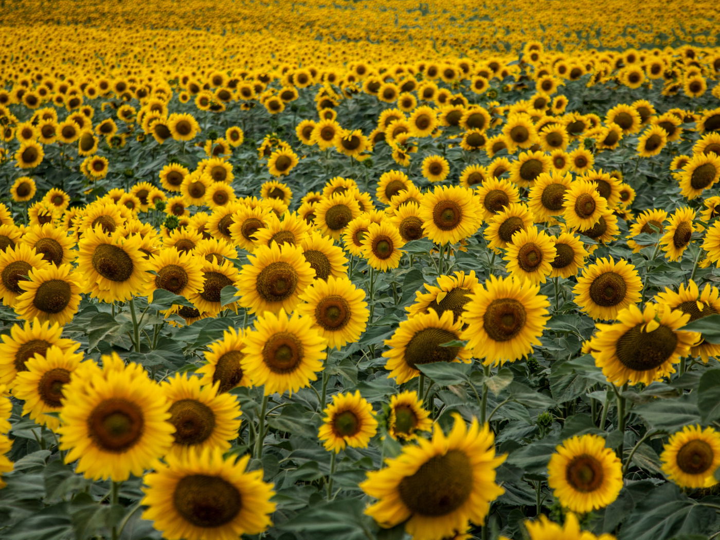 Flor de Girassol: significado (espiritual e simbólico) - Significados