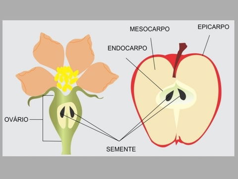 Lista de Frutas: 114 exemplos - Significados
