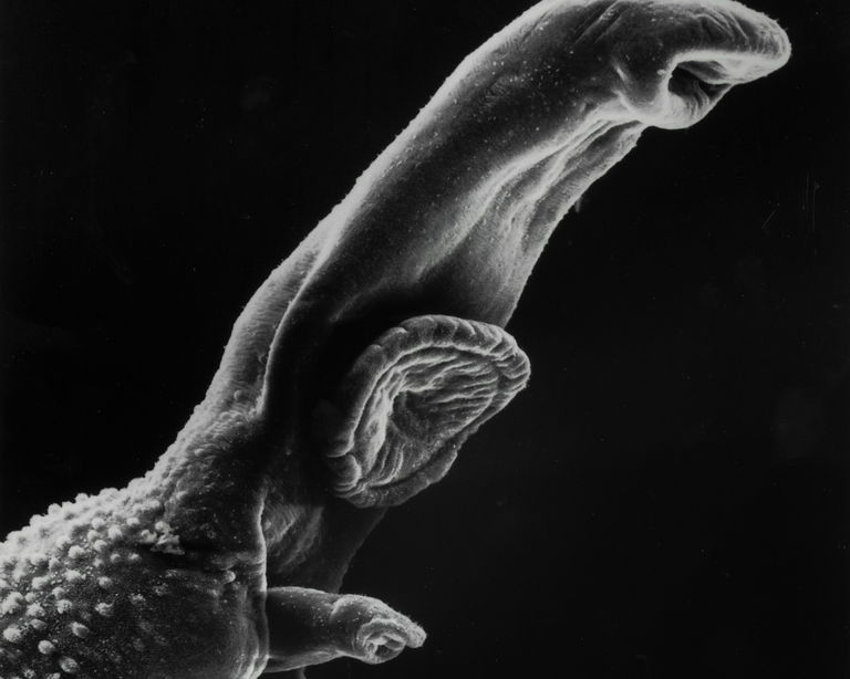 Animais invertebrados: o que são, exemplos e classificação - Significados