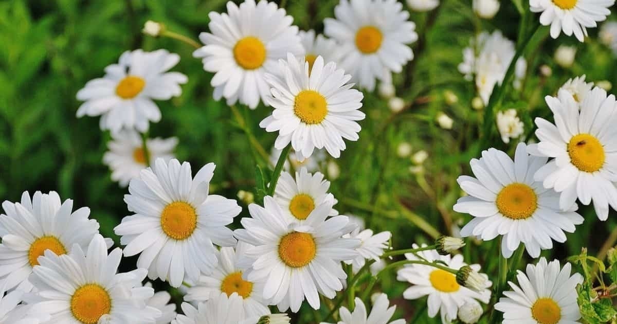 Exemplos De Monocotiledoneas Angiospermas Monocotiledôneas E