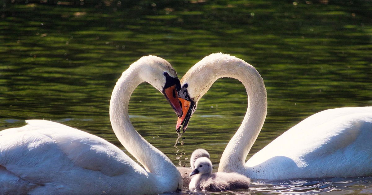 Monogamia: o que é, significado e tipo de relacionamento - Significados