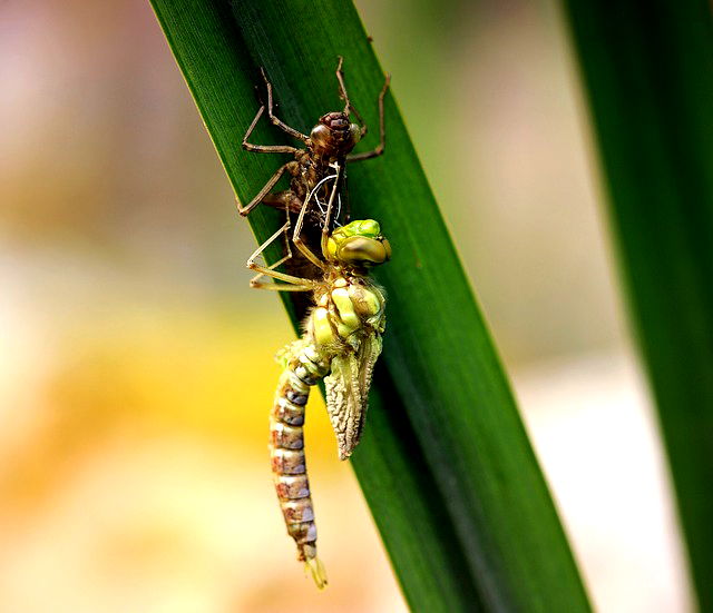 O que é um Libélula e qual o seu significado - Significados
