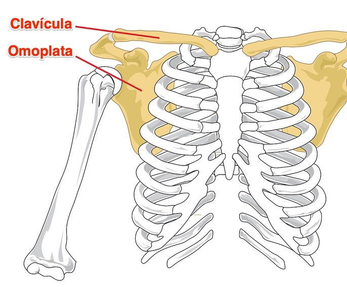 Omoplata: o que é qual o significado - Corpo Humano - Significados