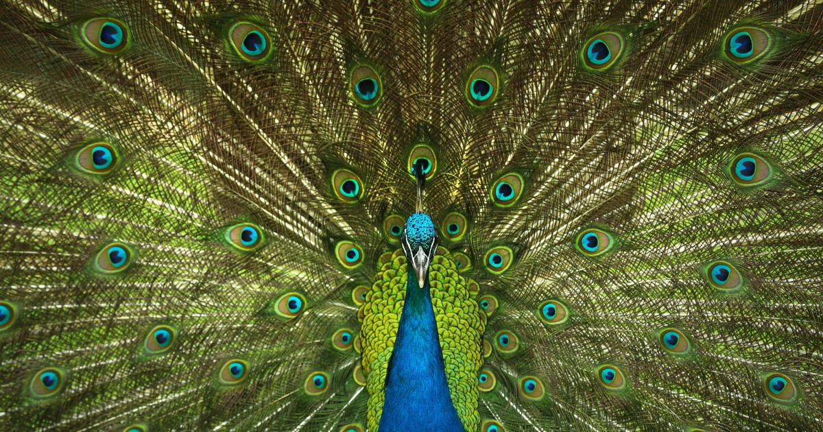 Orgulho: significado, o que é e definição - Significados