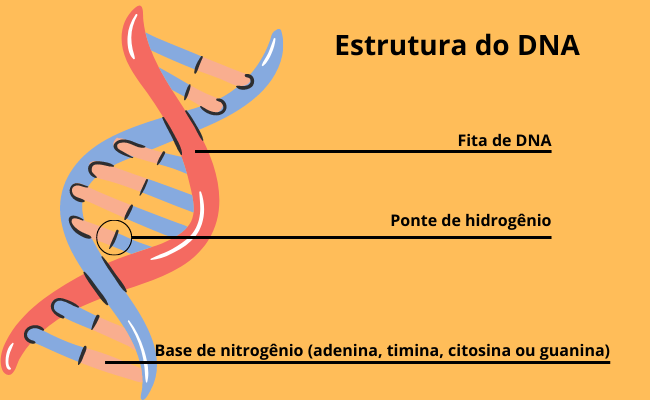 Estrutura Do Dna Humano O Sequenciamento Do Genoma Está Completo