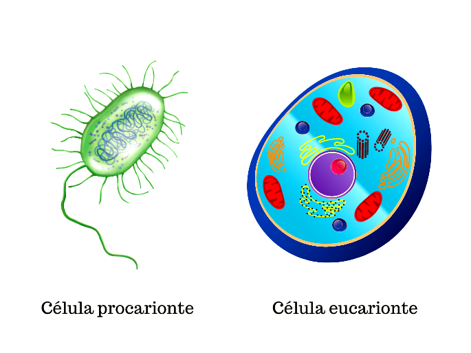 Célula Eucarionte: o que é, tipos e exemplos - Significados