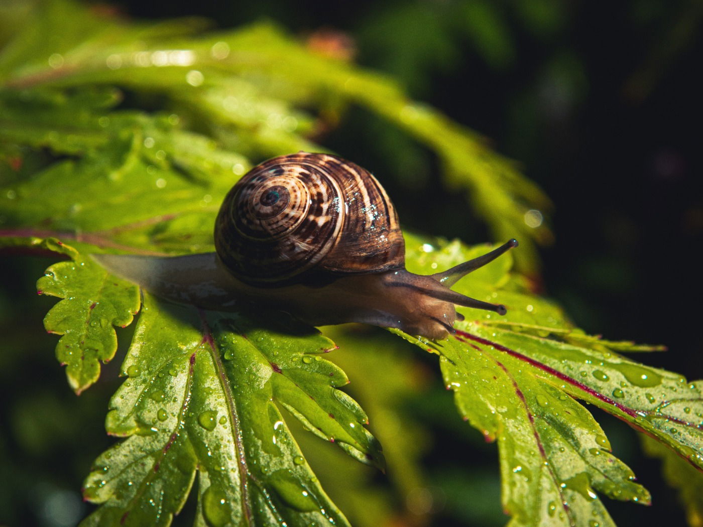 Proporção Áurea: o que é, razão áurea na natureza e nas artes ...