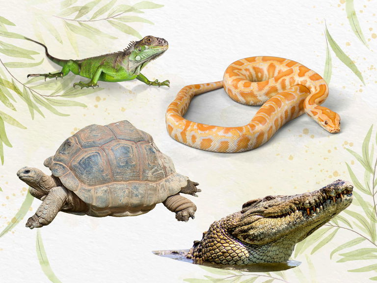 Répteis: guia essencial com classificação, características e lista de ...