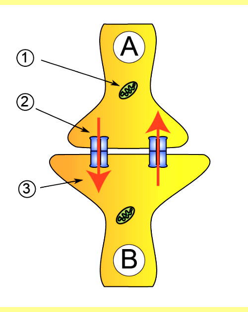 O que é sinapse, quais os tipos e como ocorrem - Significados