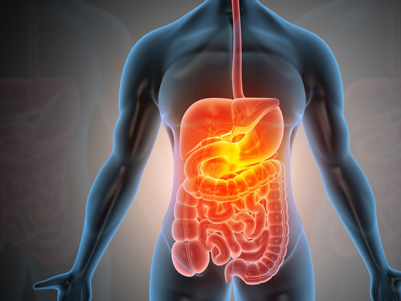 Sistema digestório: o que é, órgãos e funções - Significados