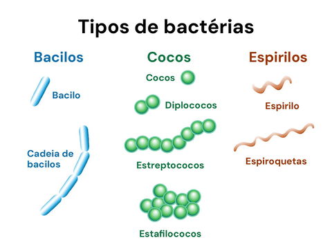 Bactéria: o que é, célula, tipos, características e reprodução ...