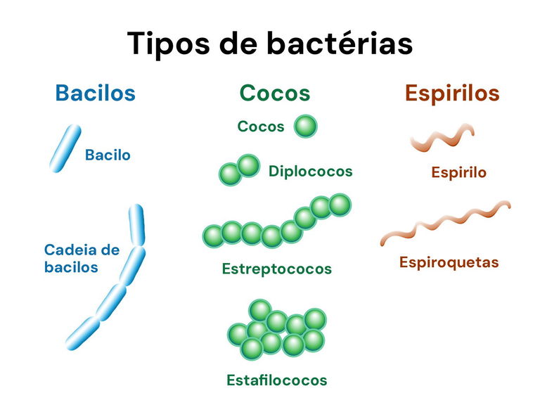 Bactéria: o que é, célula, tipos, características e reprodução ...