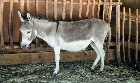 Asno, jumento, jegue, burro, mula e bardoto (diferença) - Significados