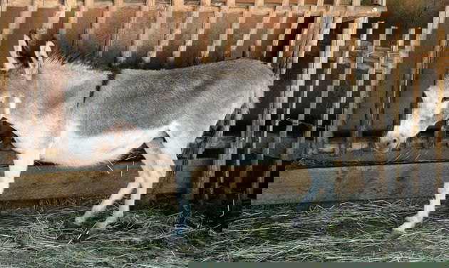 Asno, jumento, jegue, burro, mula e bardoto (diferença) - Significados